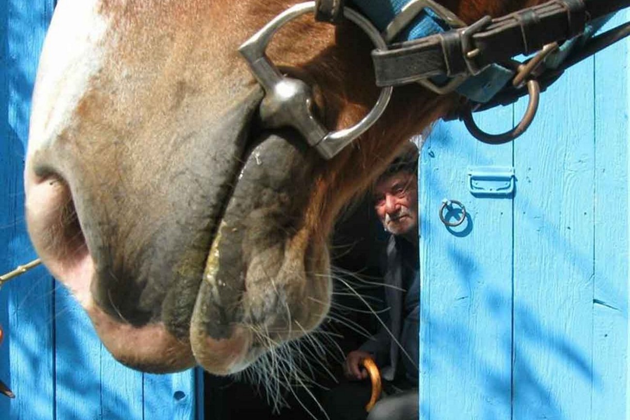 Meet the locals during riding - Odysseia Stables